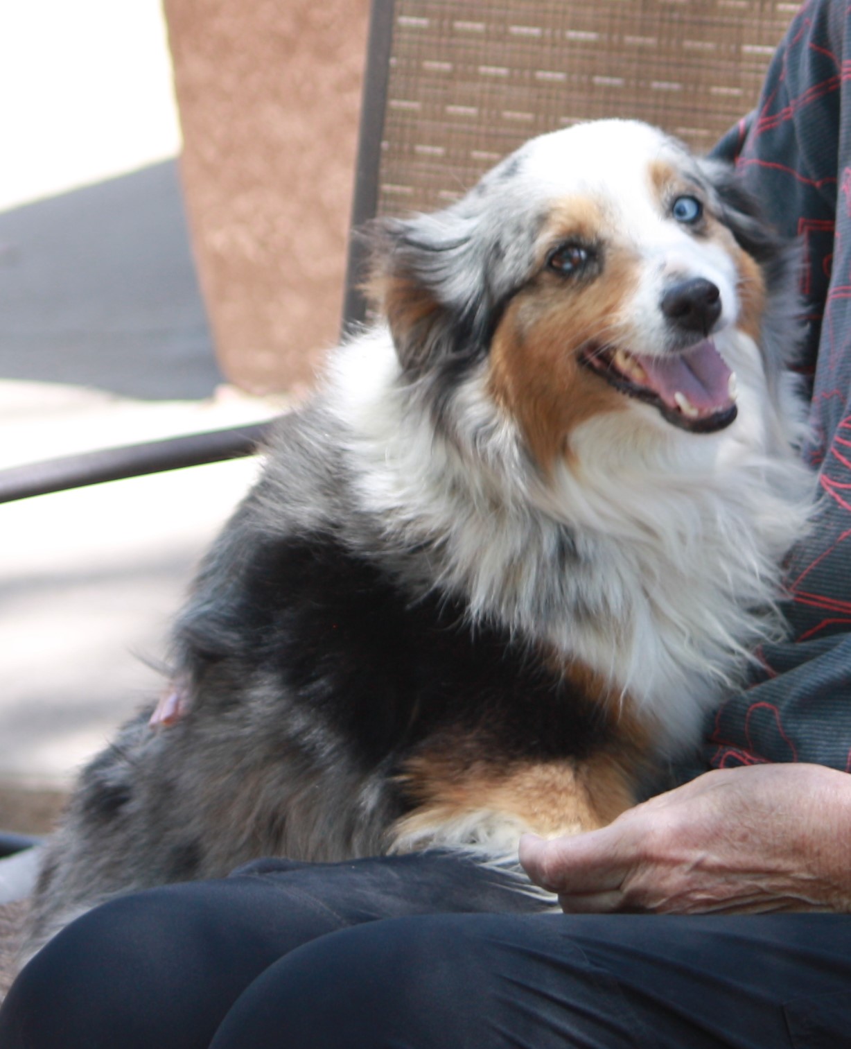 Dogs for Adoption – Zia Australian Shepherd Rescue